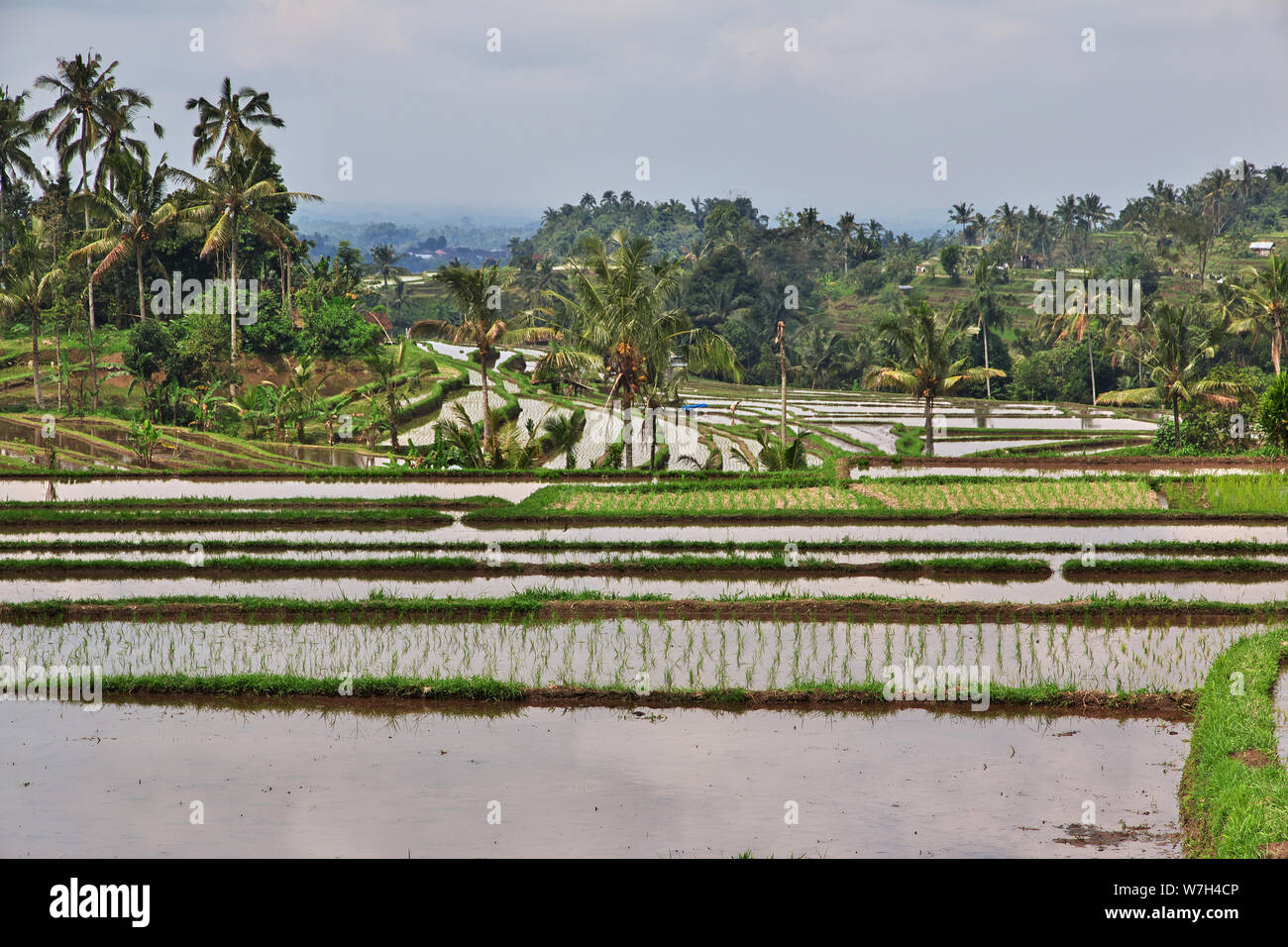 The rice terraces on Bali, Indonesia Stock Photo - Alamy