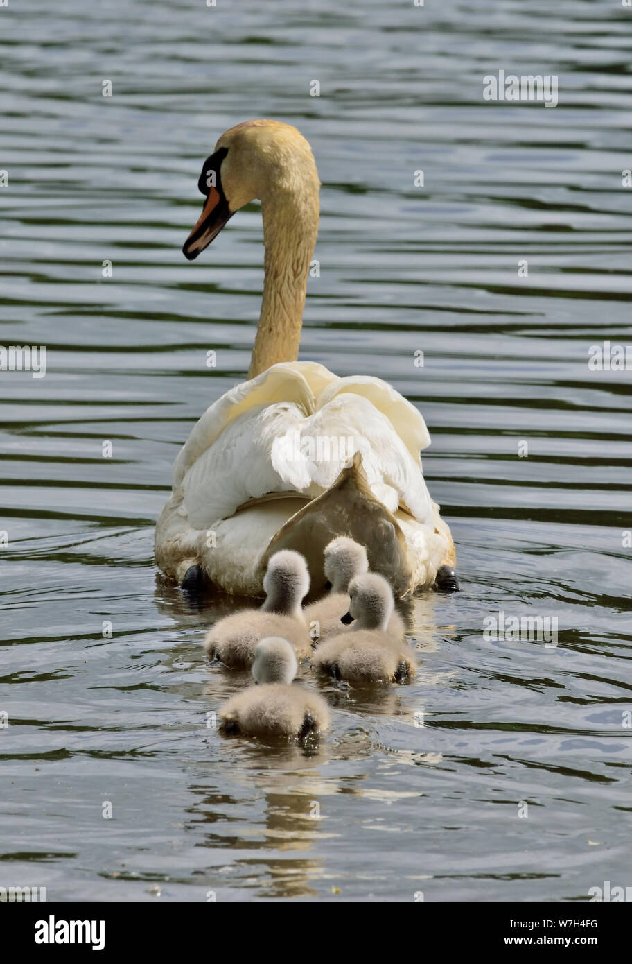 Single juvenile swan hi-res stock photography and images - Alamy