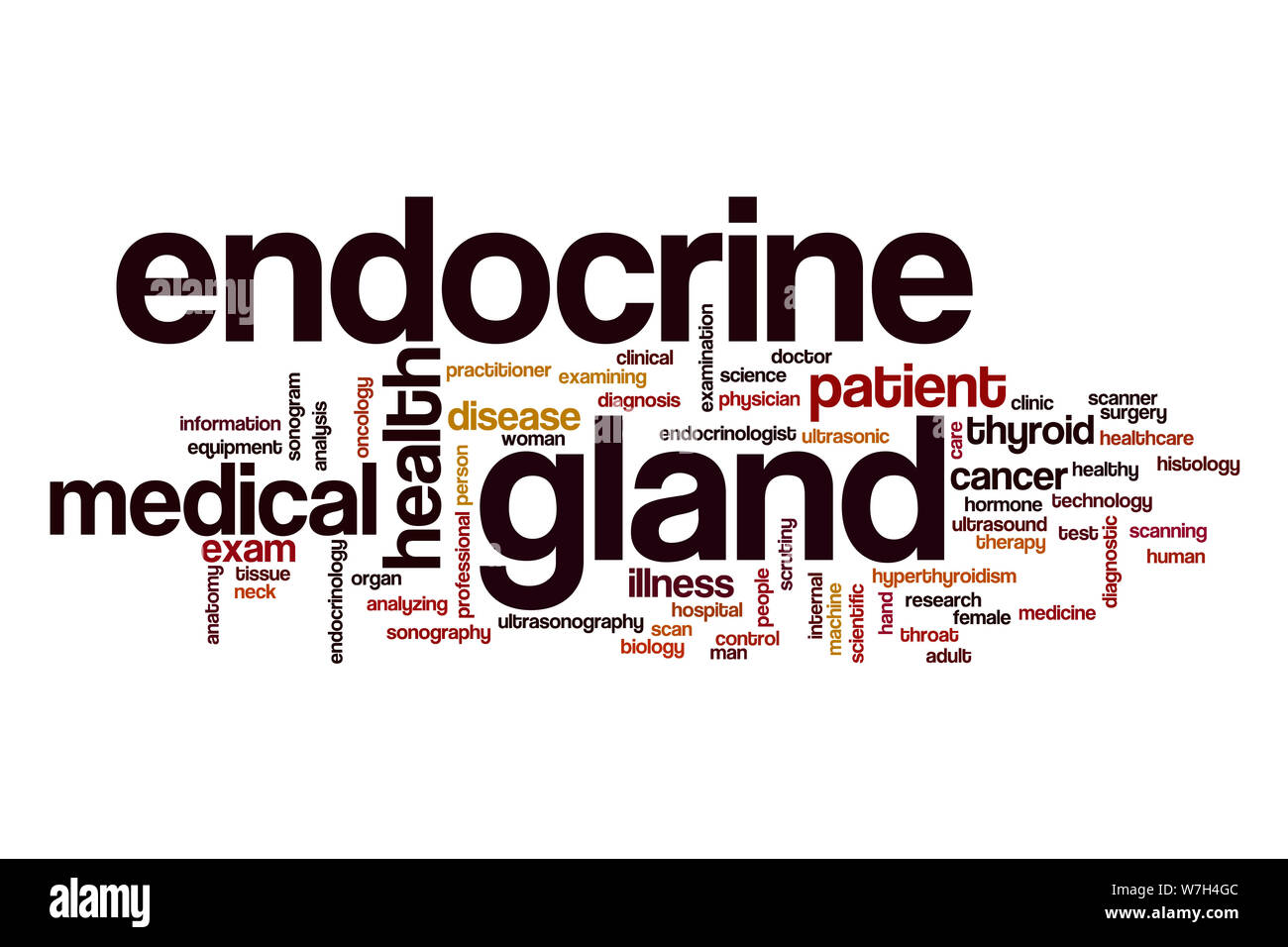 Endocrine gland word cloud Stock Photo - Alamy