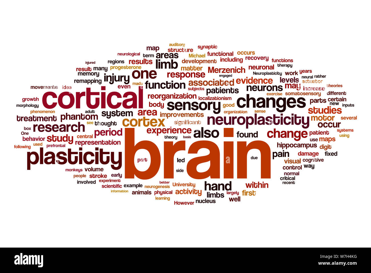 Brain word cloud Stock Photo - Alamy