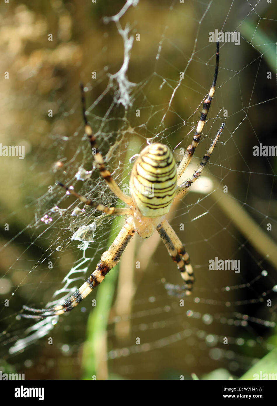 Burgundy markings hi-res stock photography and images - Alamy