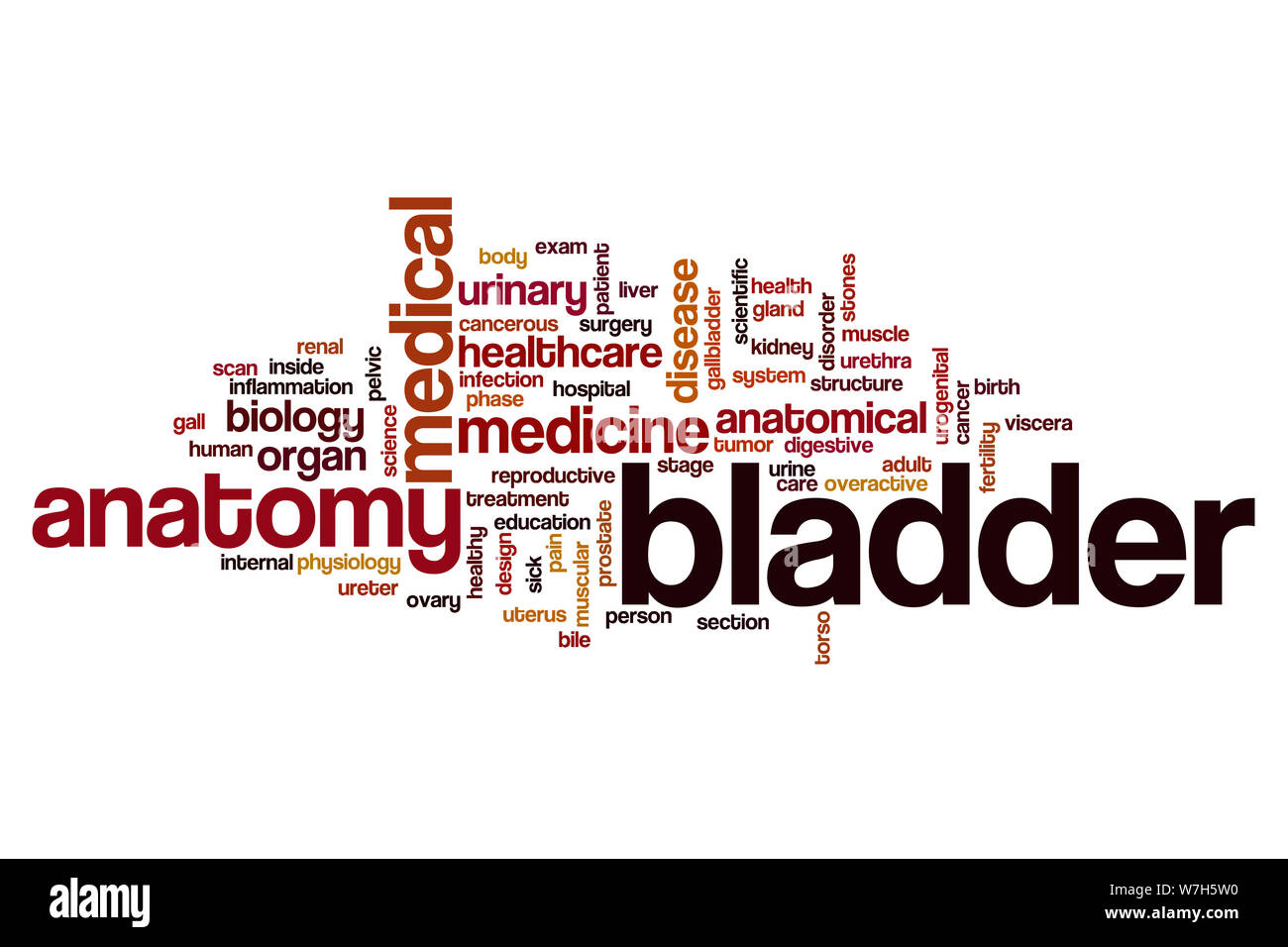 Bladder word cloud concept Stock Photo - Alamy