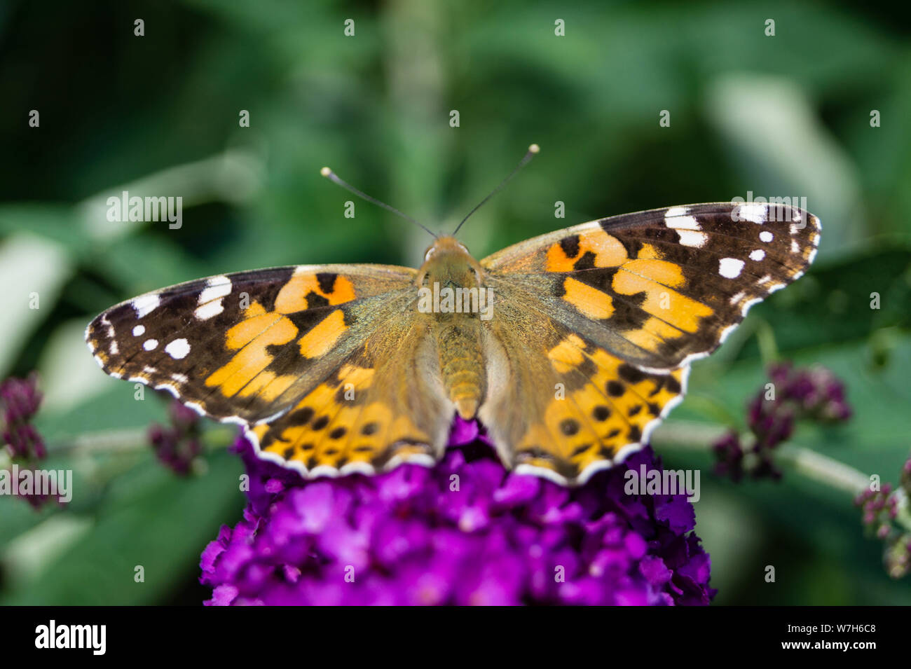 Butterfly Vanessa Cardui or Cynthia Cardui in the Garden Stock Photo ...