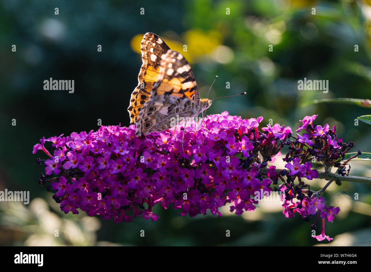 Butterfly Vanessa Cardui or Cynthia Cardui in the Garden Stock Photo ...
