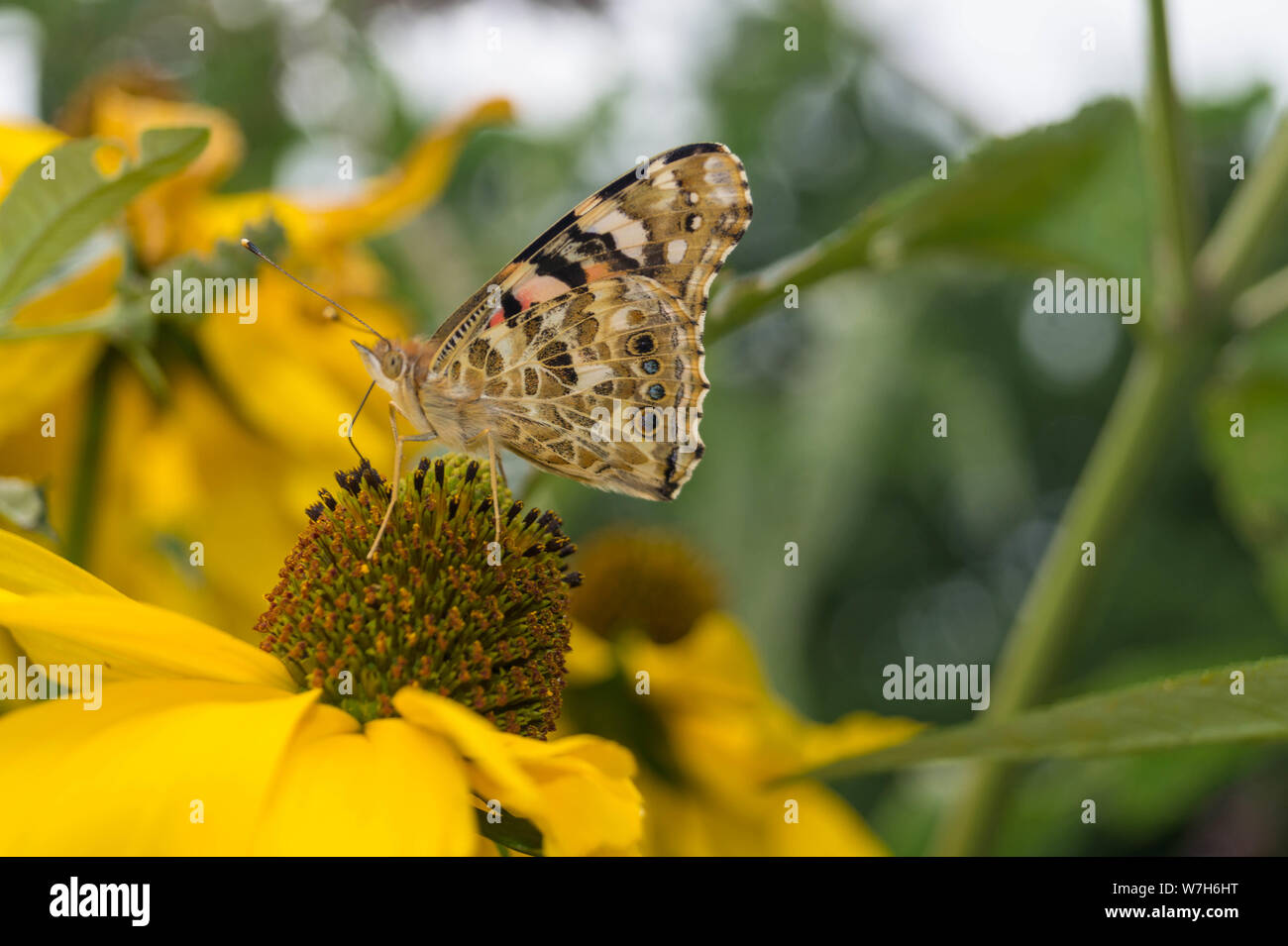 Butterfly Vanessa Cardui or Cynthia Cardui in the Garden Stock Photo ...