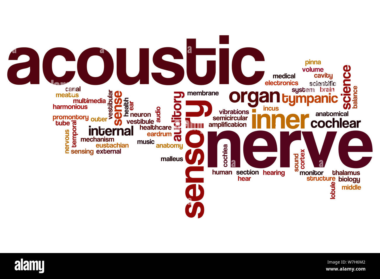 Acoustic nerve word cloud concept Stock Photo - Alamy
