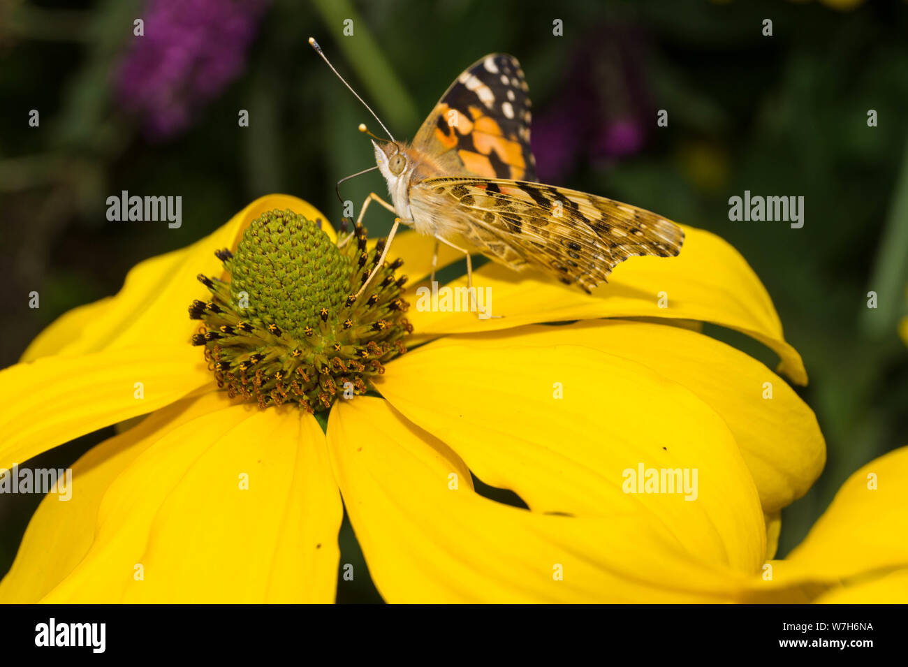 Butterfly Vanessa Cardui or Cynthia Cardui in the Garden Stock Photo ...