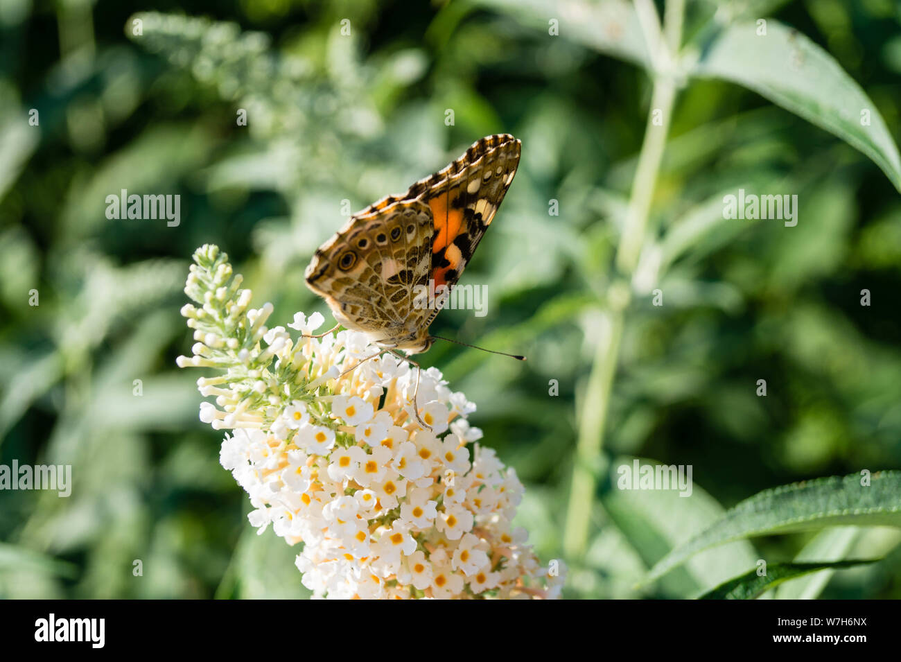 Butterfly Vanessa Cardui or Cynthia Cardui in the Garden Stock Photo ...