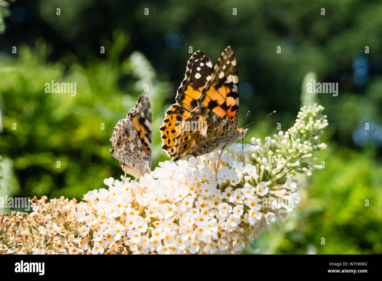 Butterfly Vanessa Cardui or Cynthia Cardui in the Garden Stock Photo ...