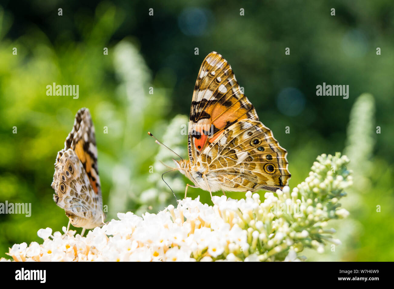 Butterfly Vanessa Cardui or Cynthia Cardui in the Garden Stock Photo ...