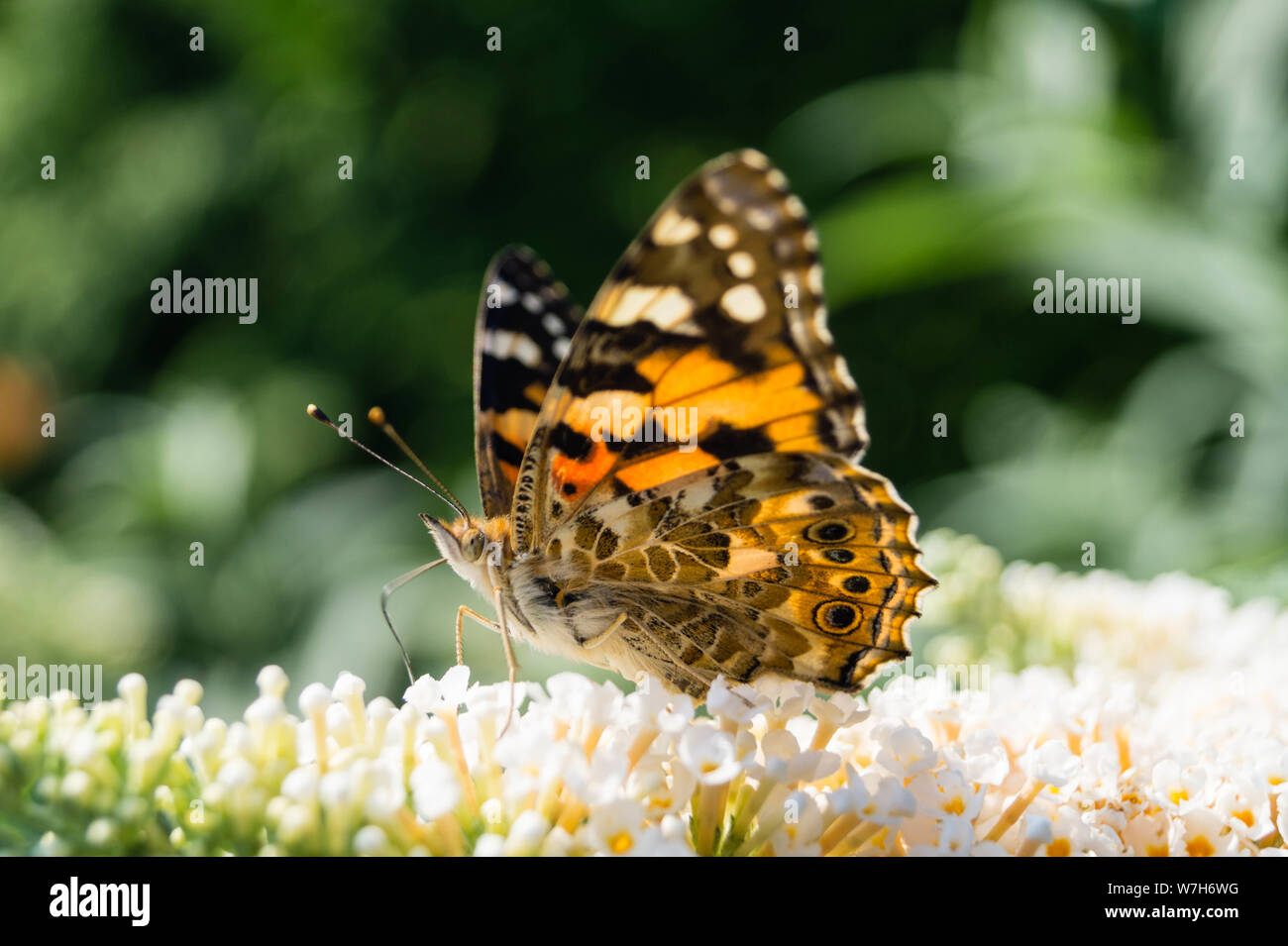 Butterfly Vanessa Cardui or Cynthia Cardui in the Garden Stock Photo ...