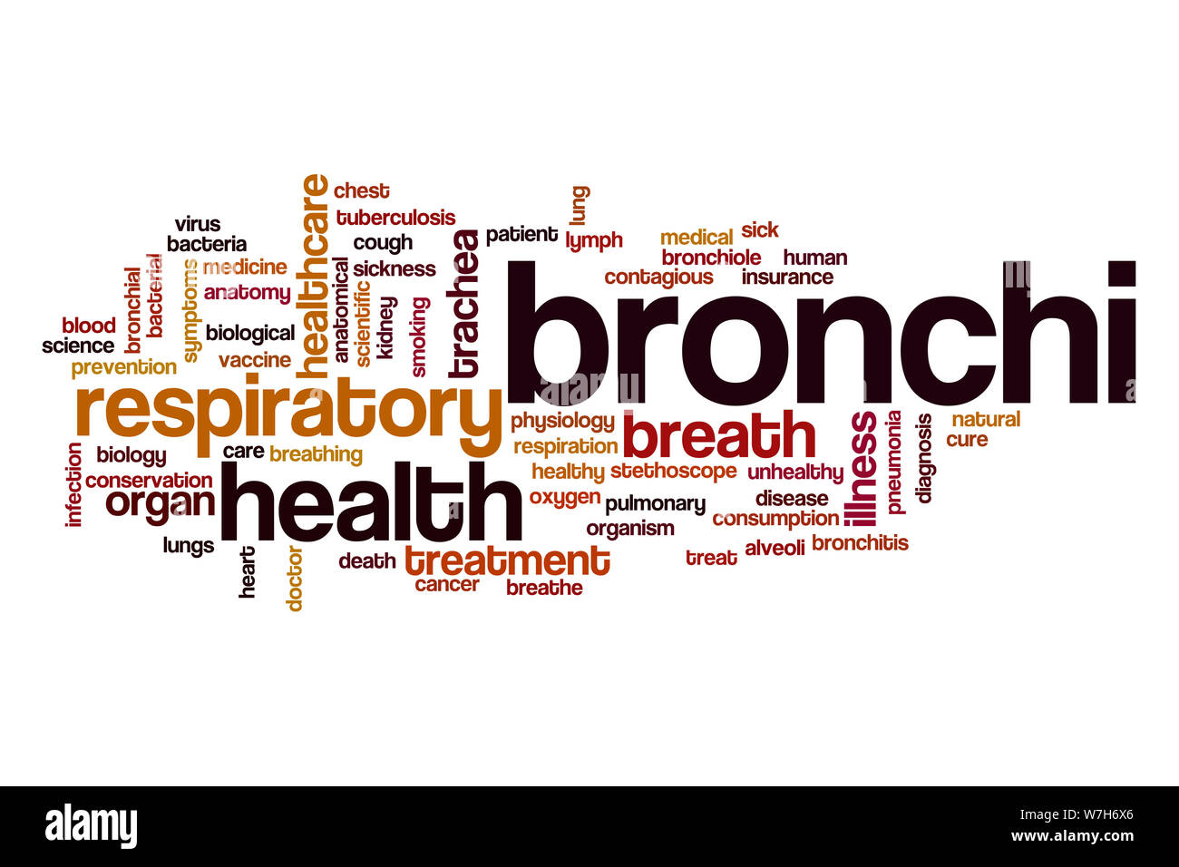 Bronchi word cloud concept Stock Photo - Alamy