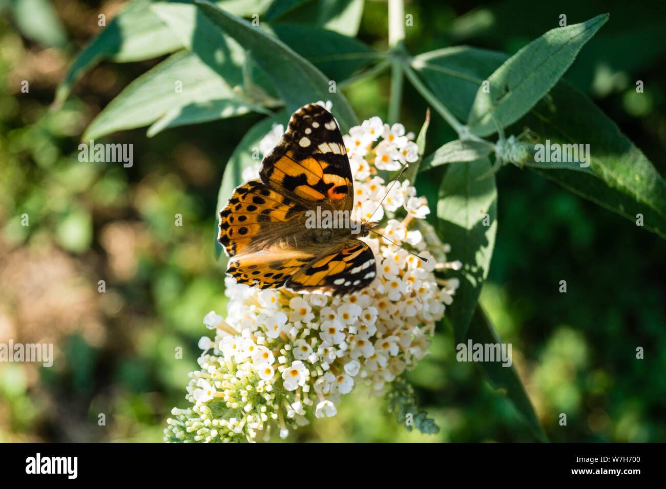 Butterfly Vanessa Cardui or Cynthia Cardui in the Garden Stock Photo ...