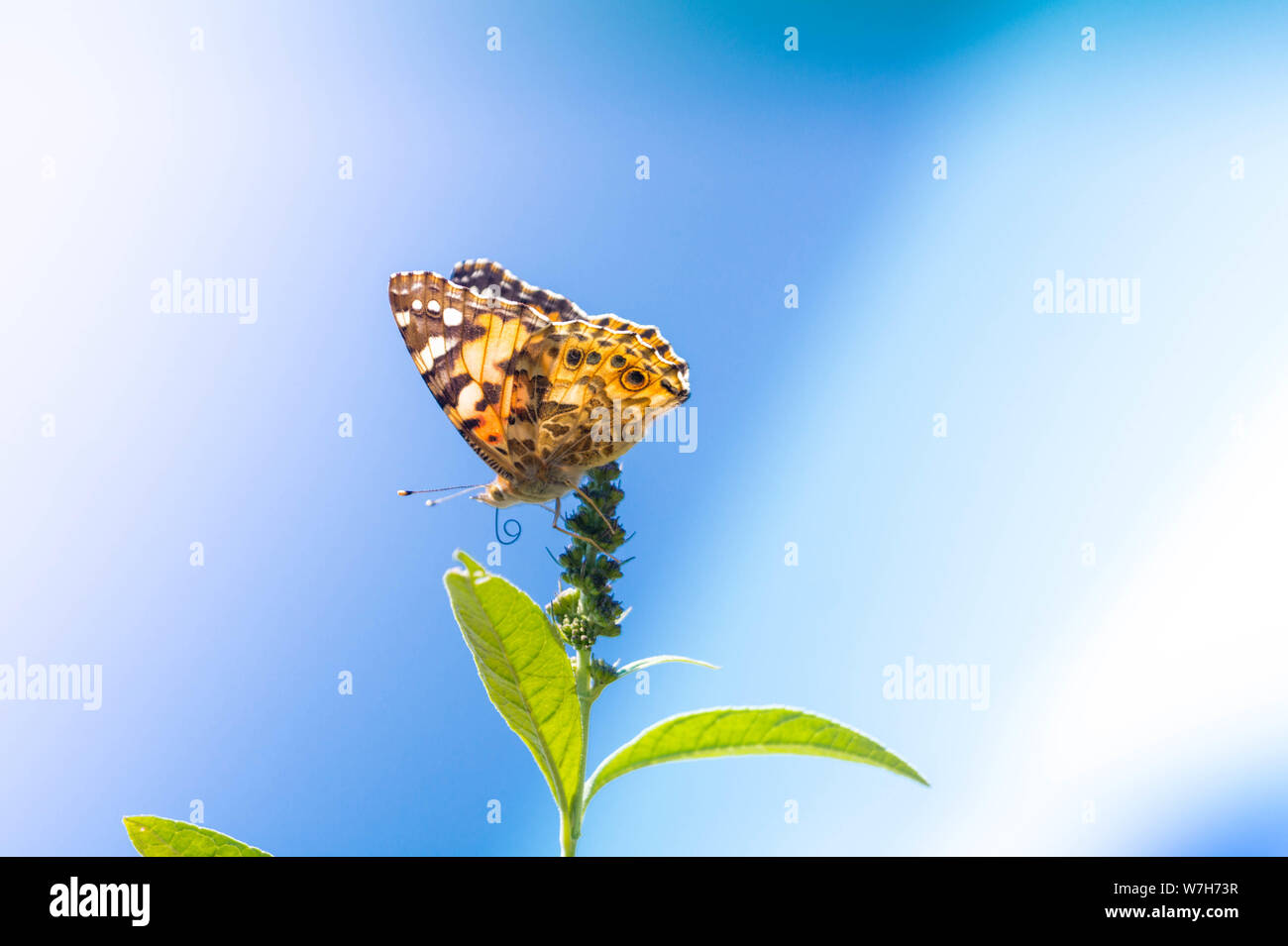 Butterfly Vanessa Cardui or Cynthia Cardui in the Garden Stock Photo ...