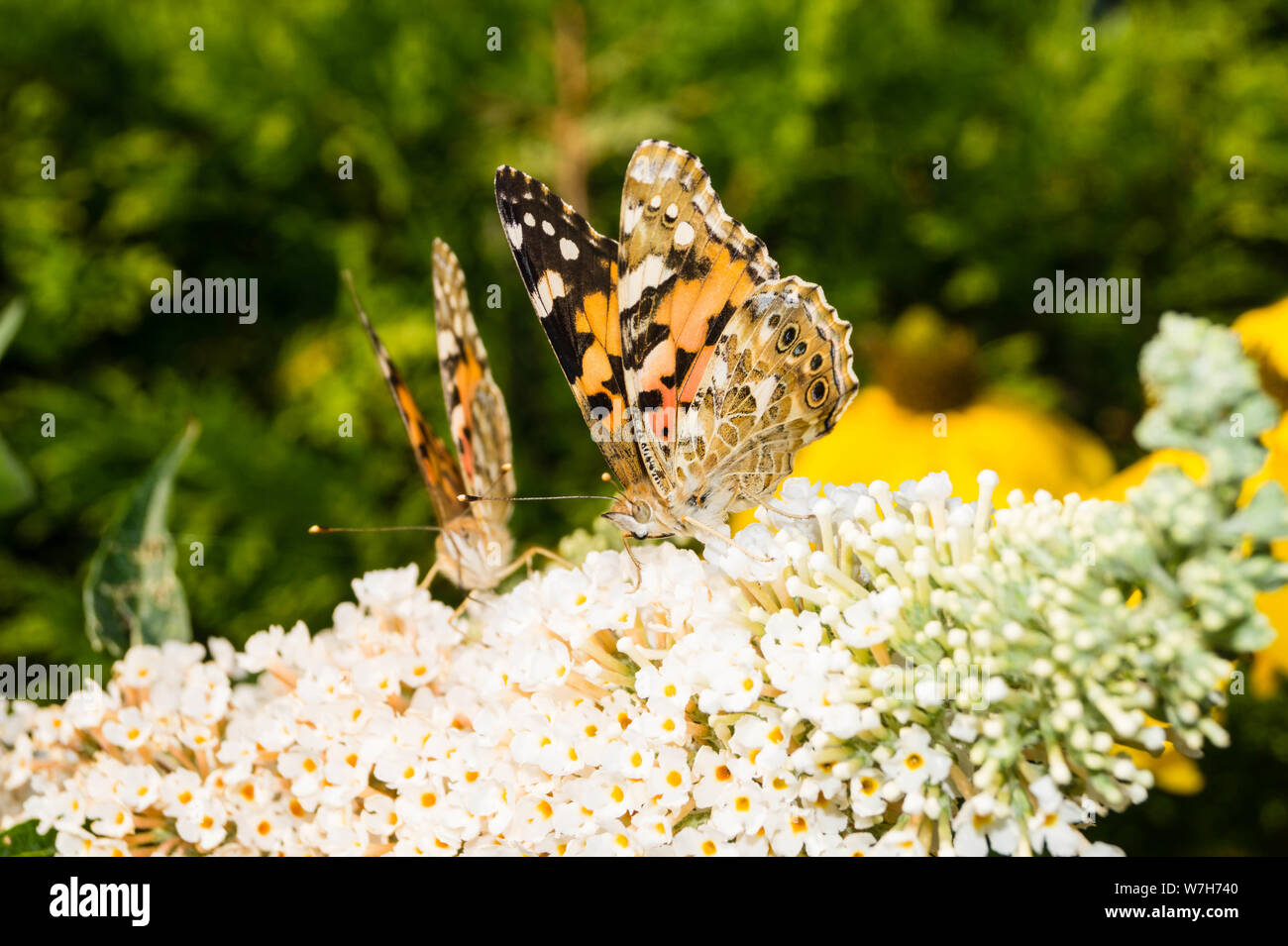 Butterfly Vanessa Cardui or Cynthia Cardui in the Garden Stock Photo ...