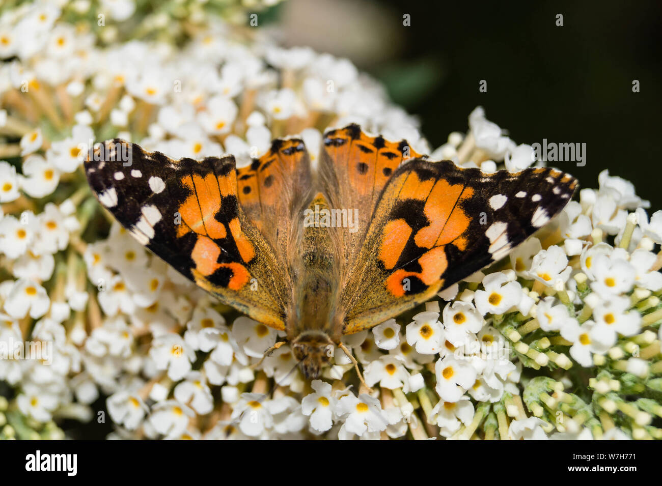 Butterfly Vanessa Cardui or Cynthia Cardui in the Garden Stock Photo - Alamy