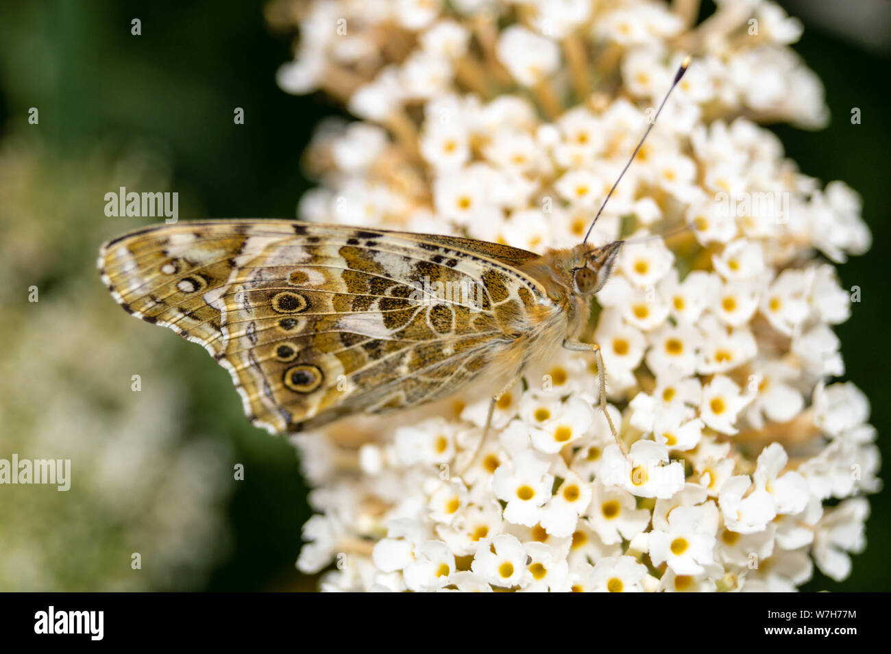 Butterfly Vanessa Cardui or Cynthia Cardui in the Garden Stock Photo ...