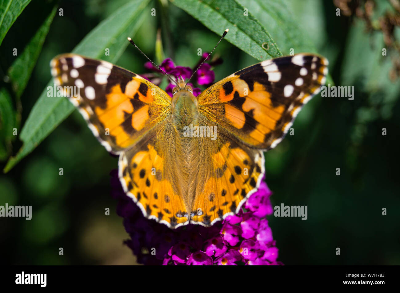 Butterfly Vanessa Cardui or Cynthia Cardui in the Garden Stock Photo ...