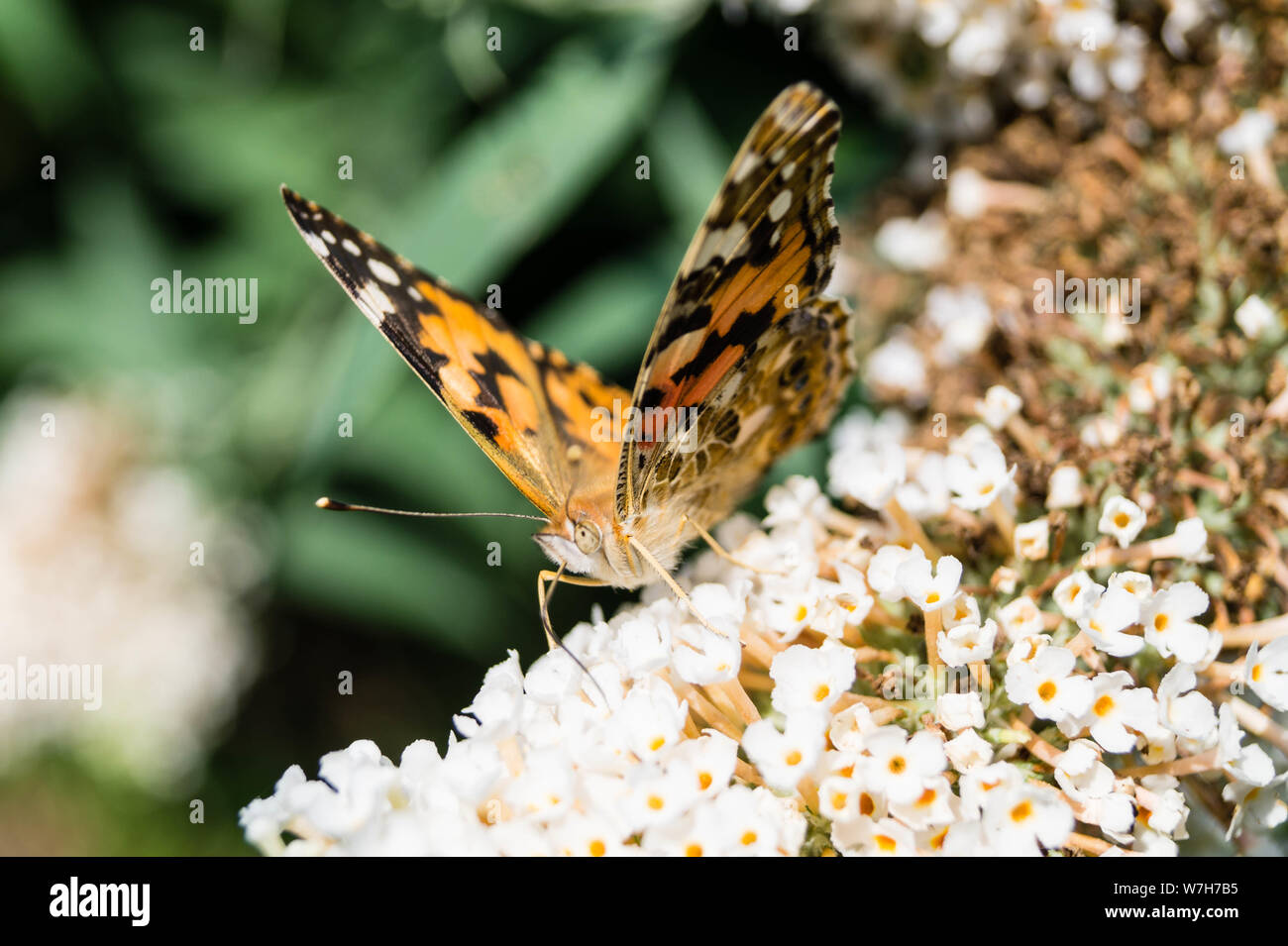 Butterfly Vanessa Cardui or Cynthia Cardui in the Garden Stock Photo ...