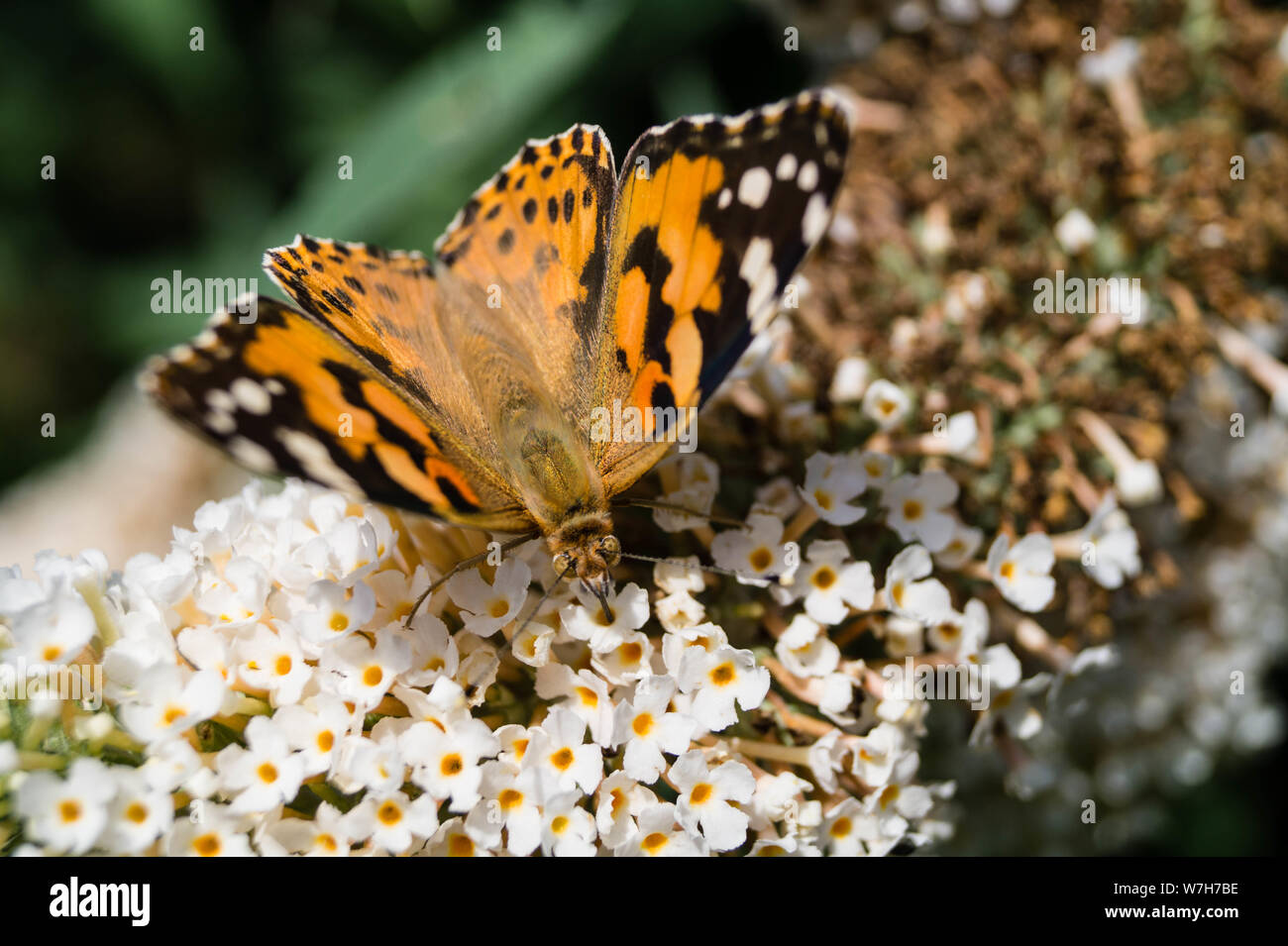 Butterfly Vanessa Cardui or Cynthia Cardui in the Garden Stock Photo ...