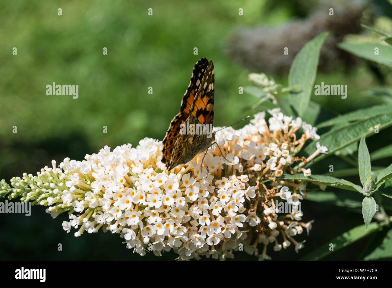 Butterfly Vanessa Cardui or Cynthia Cardui in the Garden Stock Photo ...