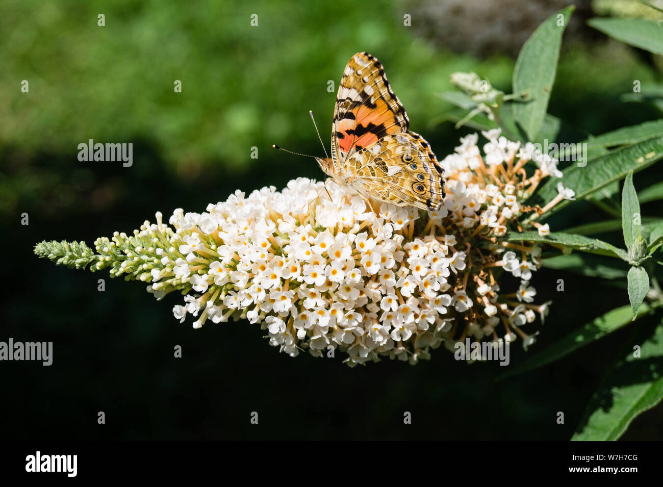Butterfly Vanessa Cardui or Cynthia Cardui in the Garden Stock Photo ...