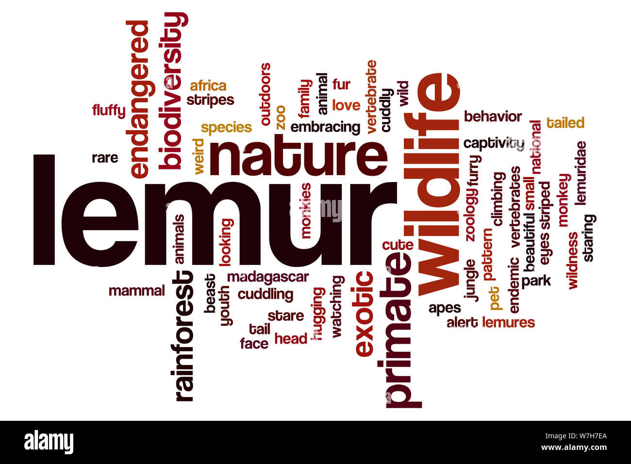 Lemur word cloud concept Stock Photo - Alamy