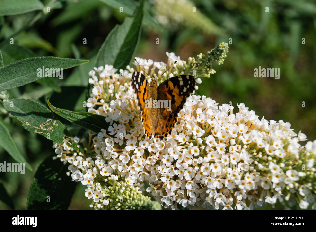 Butterfly Vanessa Cardui or Cynthia Cardui in the Garden Stock Photo ...