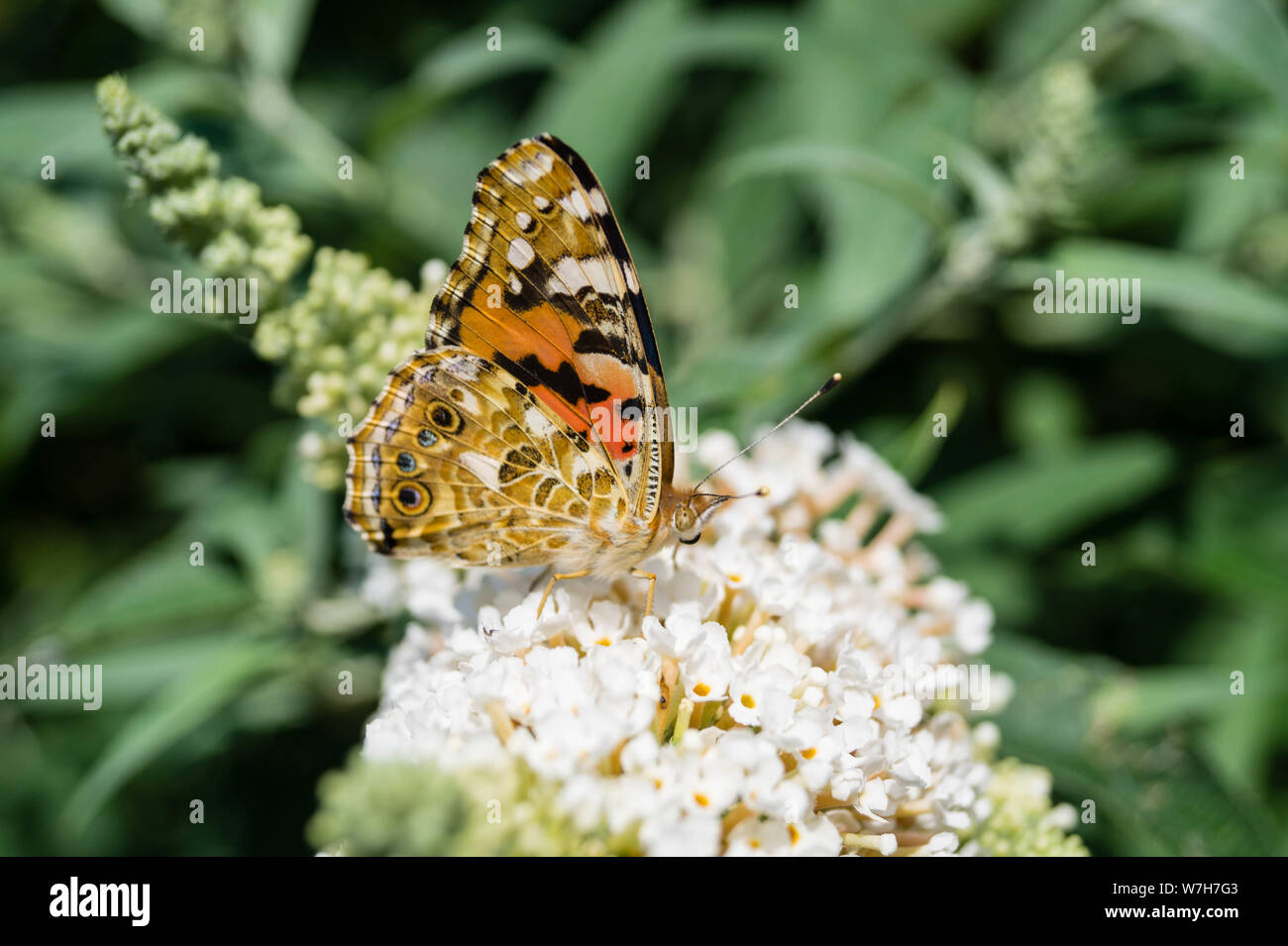 Butterfly Vanessa Cardui or Cynthia Cardui in the Garden Stock Photo ...