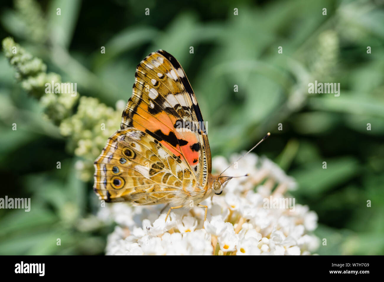 Butterfly Vanessa Cardui or Cynthia Cardui in the Garden Stock Photo ...