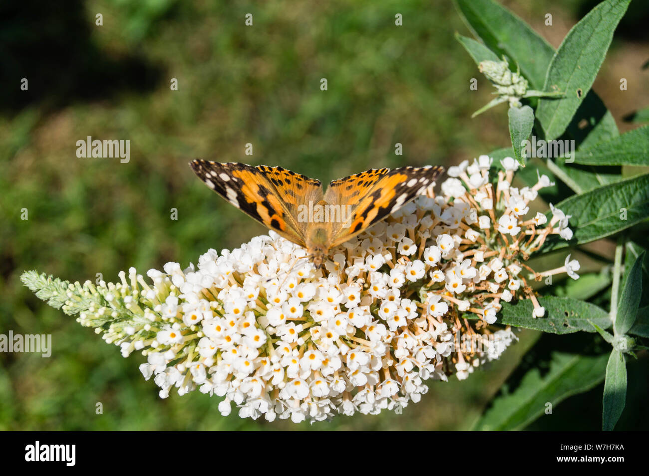 Butterfly Vanessa Cardui or Cynthia Cardui in the Garden Stock Photo ...