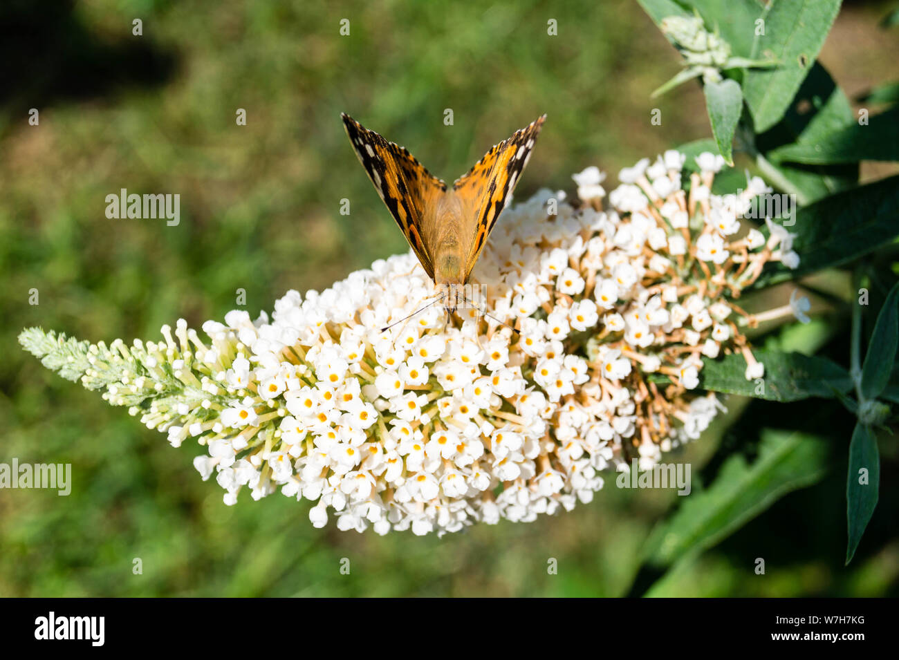 Butterfly Vanessa Cardui or Cynthia Cardui in the Garden Stock Photo ...