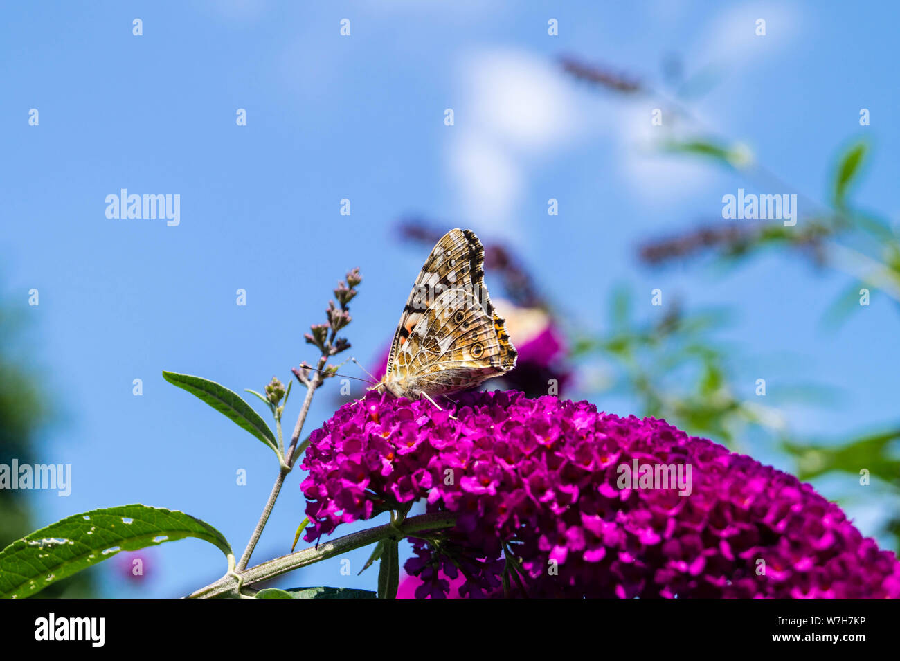 Butterfly Vanessa Cardui or Cynthia Cardui in the Garden Stock Photo ...