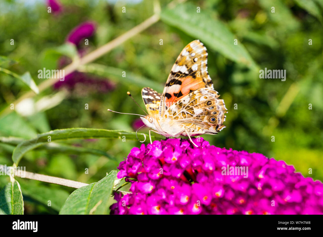 Butterfly Vanessa Cardui or Cynthia Cardui in the Garden Stock Photo ...