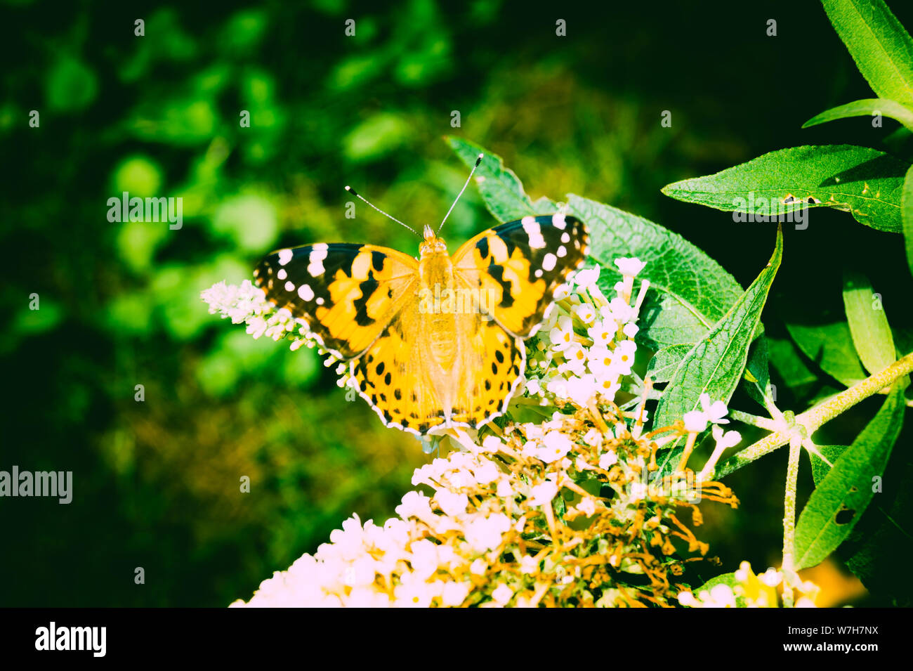 Butterfly Vanessa Cardui or Cynthia Cardui in the Garden Stock Photo ...