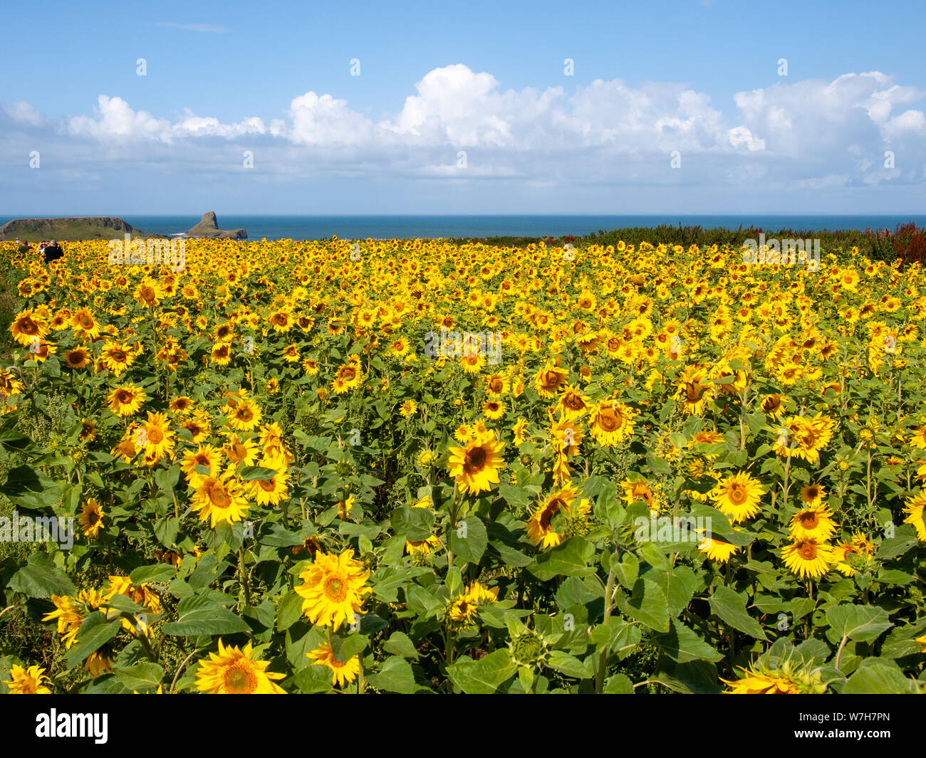 Broad expanse of beautiful yellow sunflowers at Rhossili National Trust ...