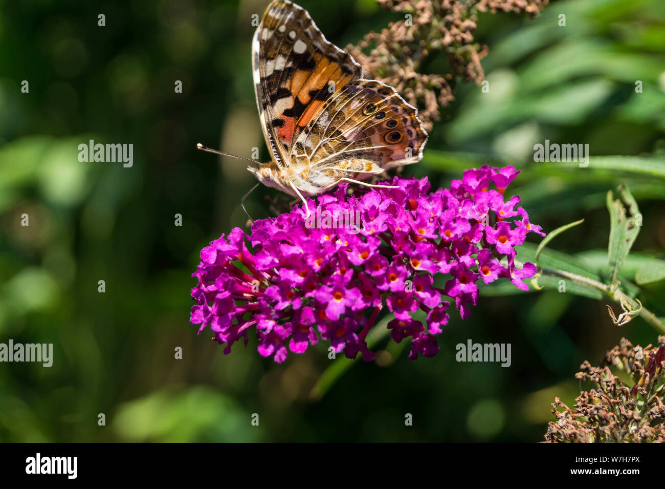 Butterfly Vanessa Cardui or Cynthia Cardui in the Garden Stock Photo ...