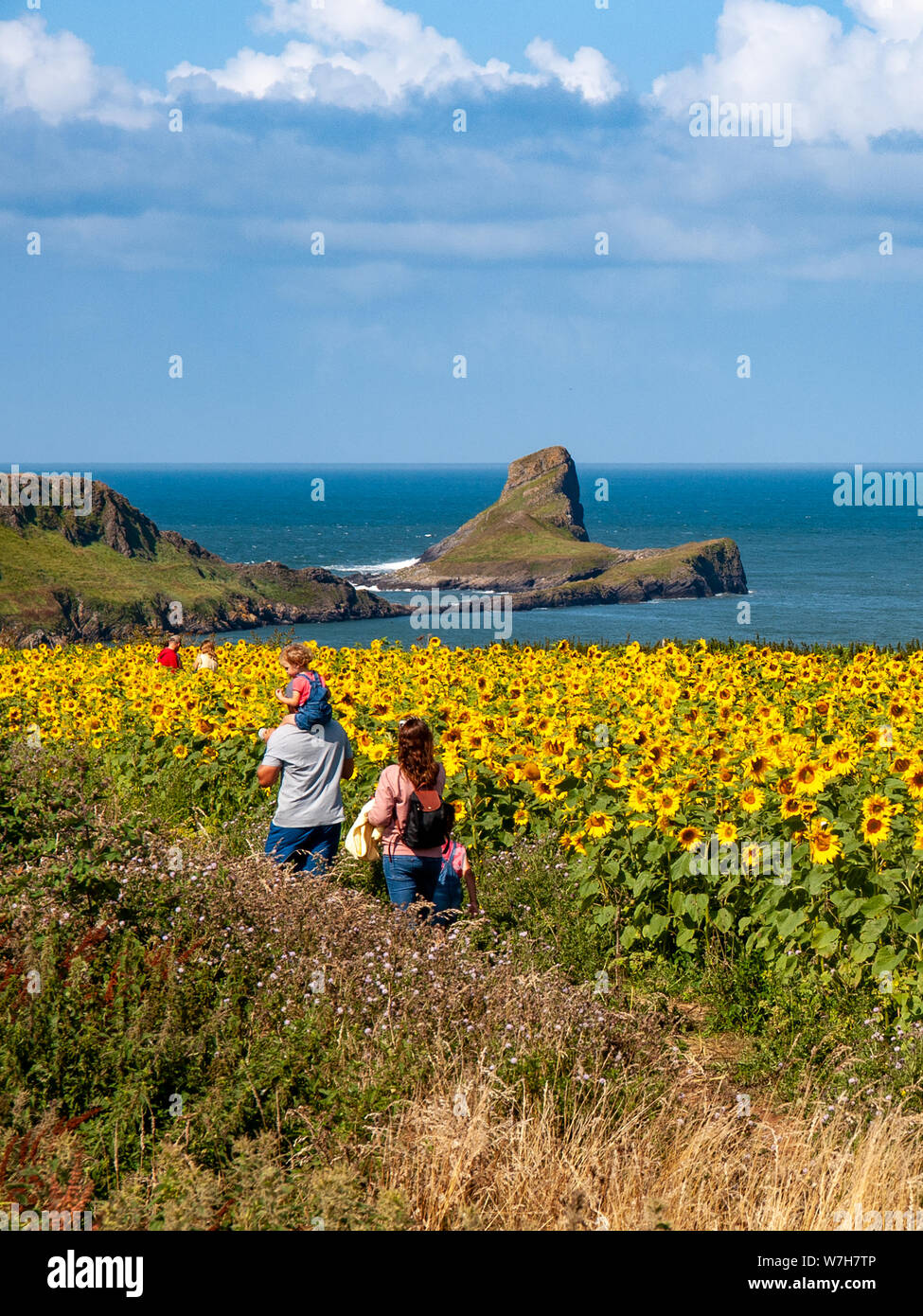 Sunflower field at Rhossili. Family walking through the tall sunflowers ...