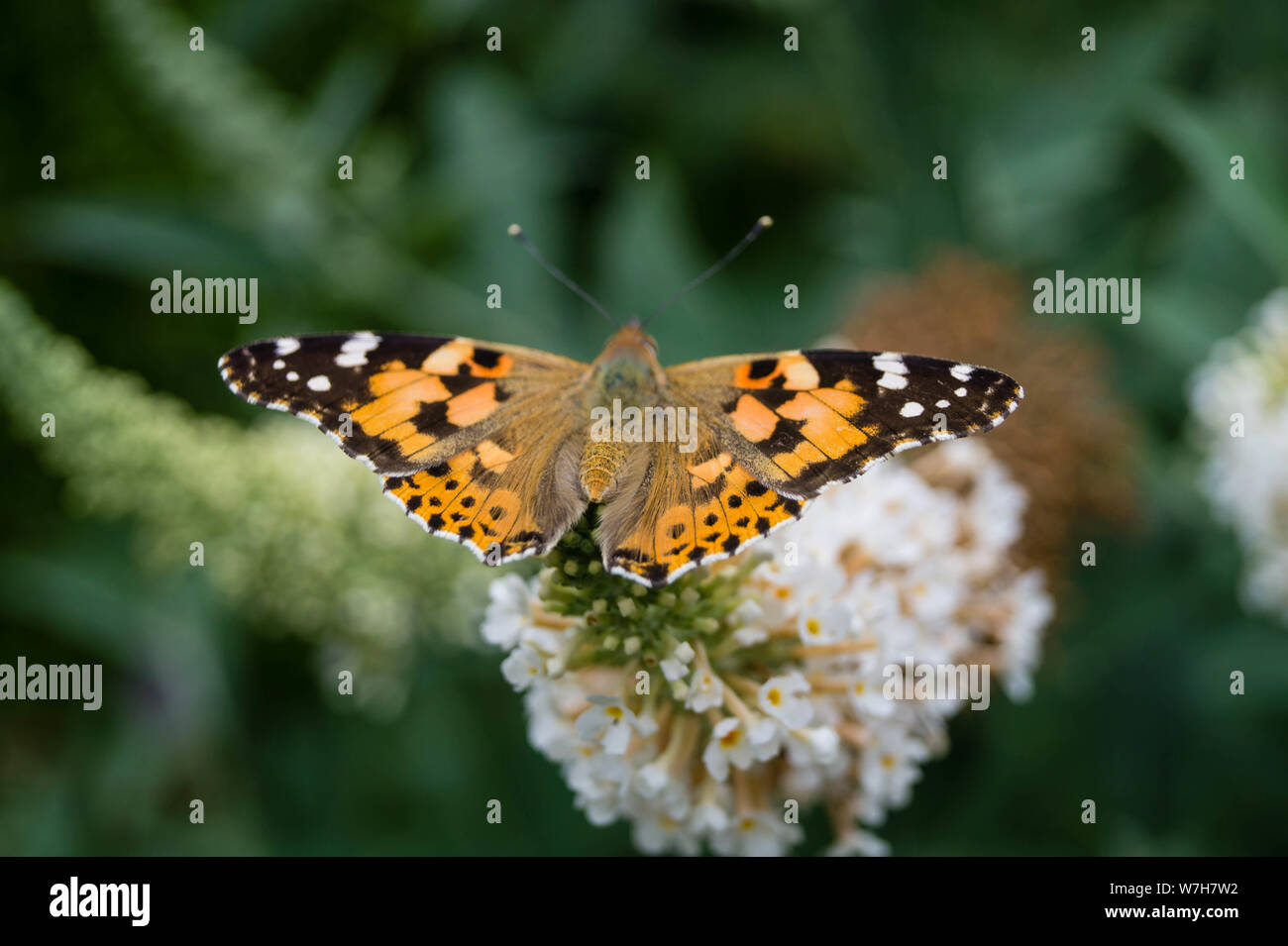 Butterfly Vanessa Cardui or Cynthia Cardui in the Garden Stock Photo ...