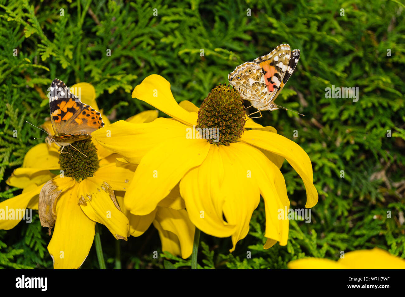 Butterfly Vanessa Cardui or Cynthia Cardui in the Garden Stock Photo ...