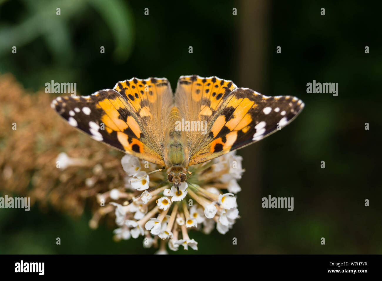 Butterfly Vanessa Cardui or Cynthia Cardui in the Garden Stock Photo ...