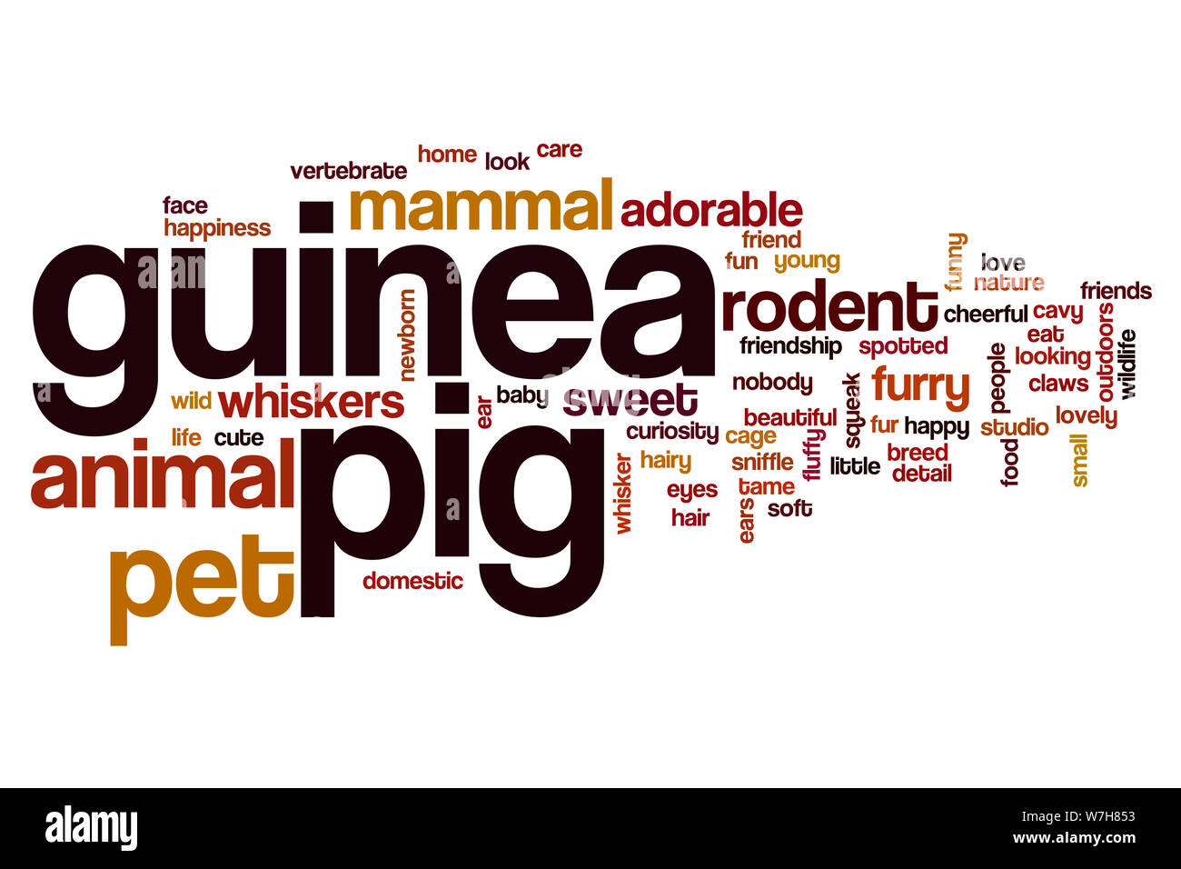 Guinea pig word cloud concept Stock Photo - Alamy