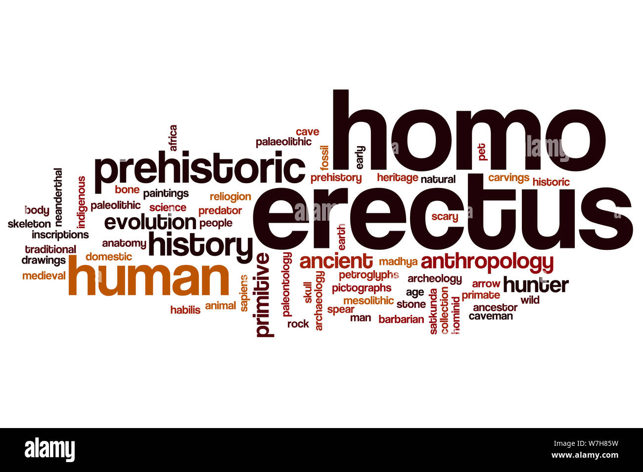 Homo erectus word cloud concept Stock Photo - Alamy