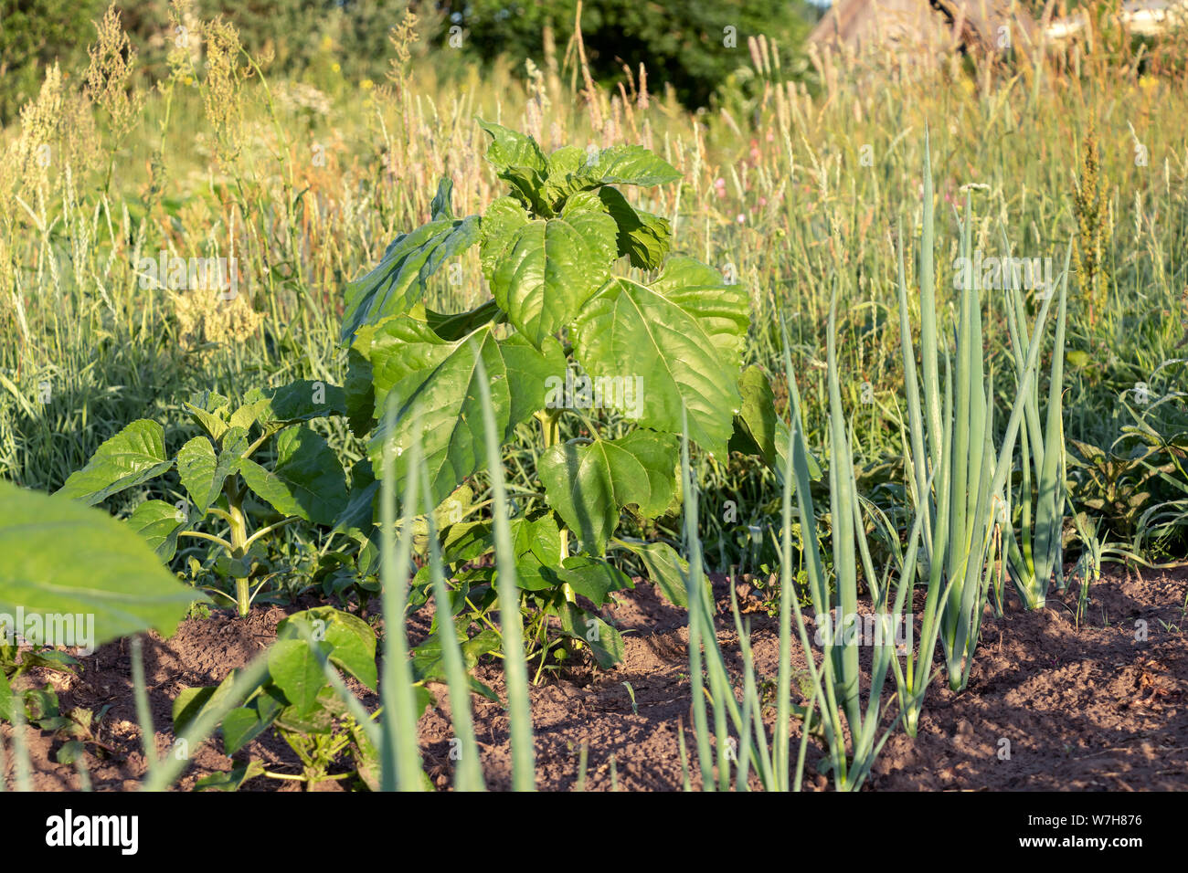 Vegetable garden cultivation, gardening with permaculture principles ...