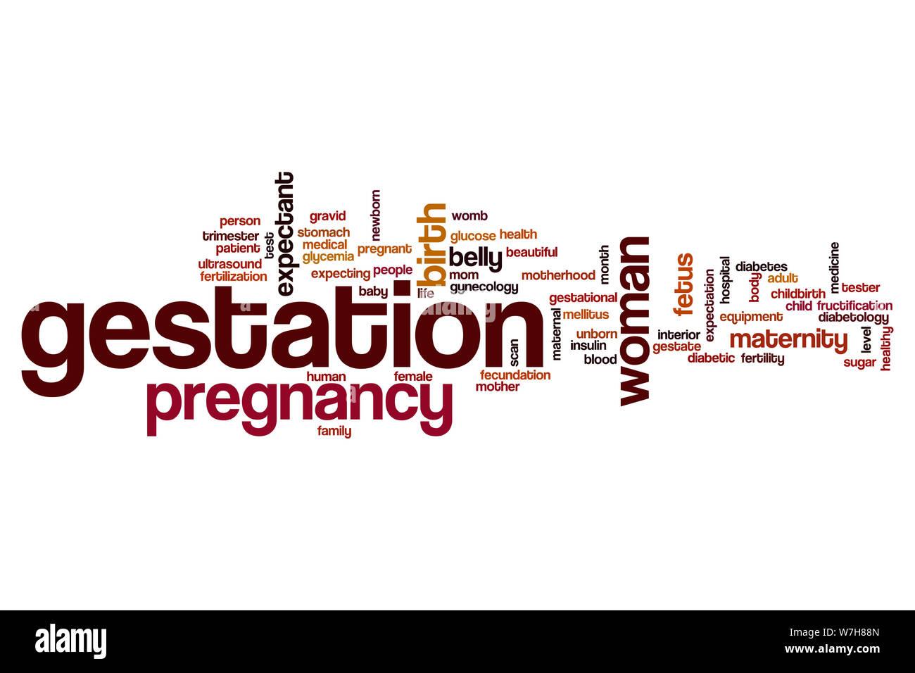 Gestation word cloud concept Stock Photo - Alamy