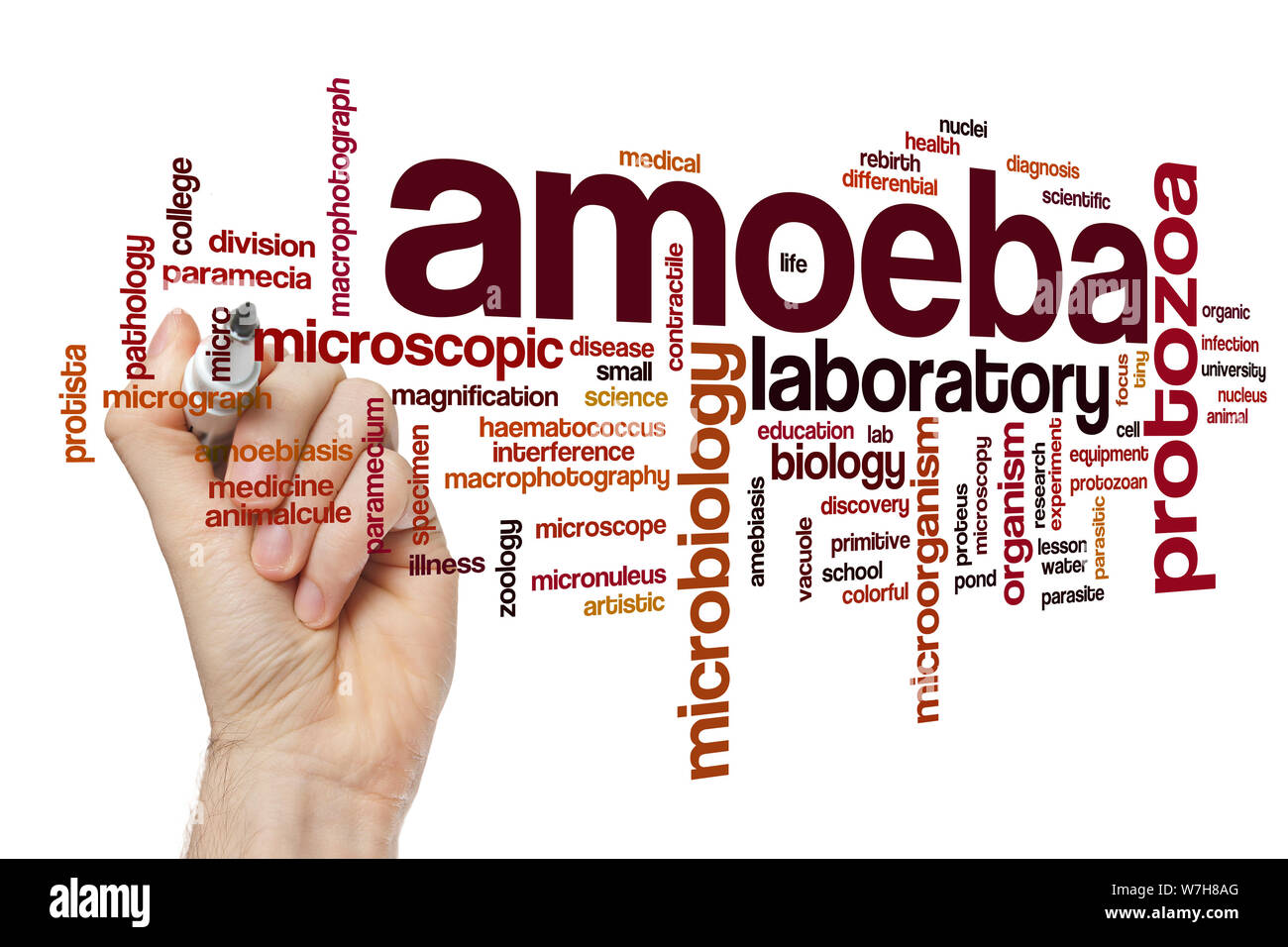 Amoeba proteus hi-res stock photography and images - Alamy
