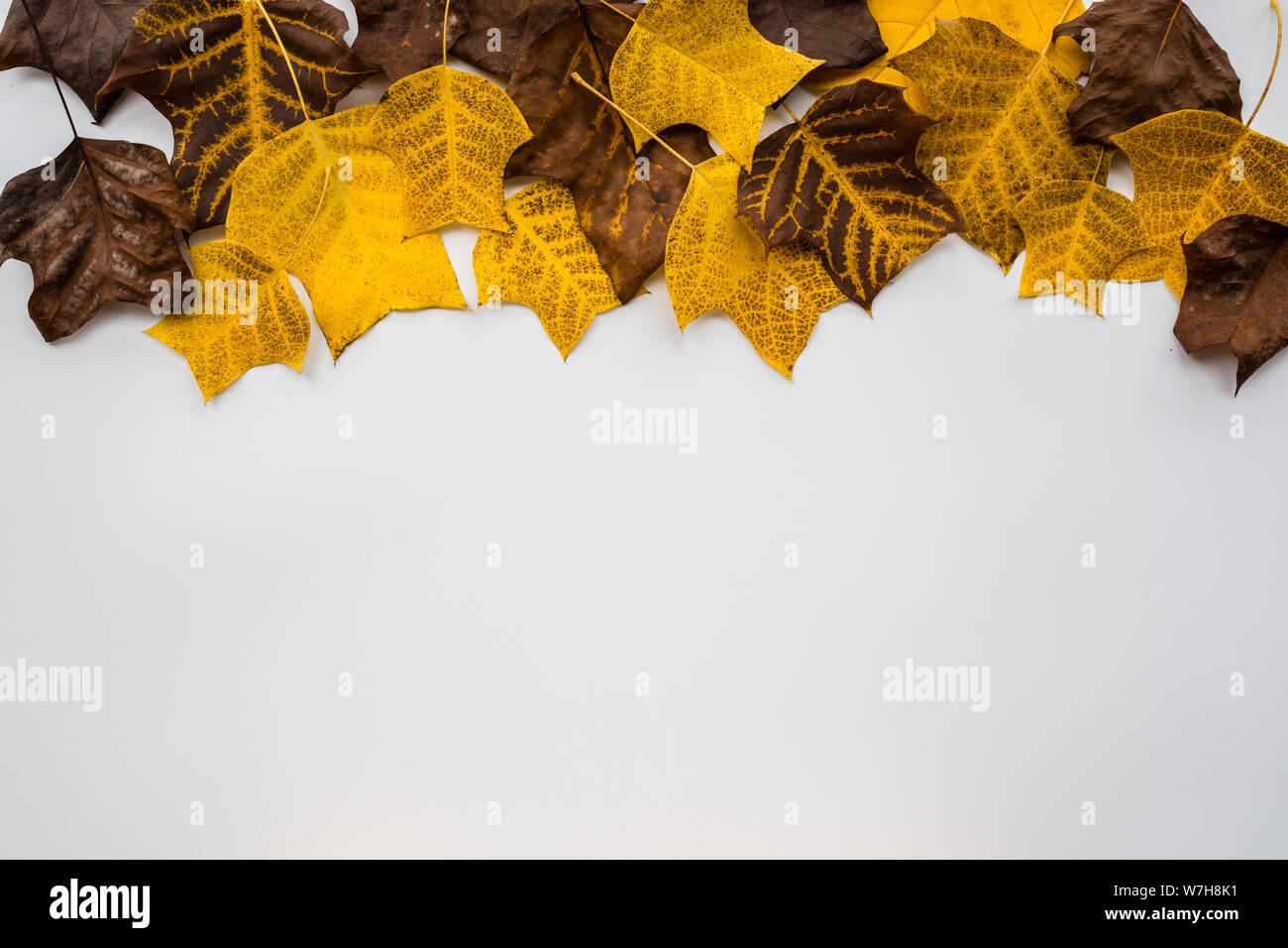 Top view, flat lay autumn fall mockup. Frame made of yellow leaves on ...