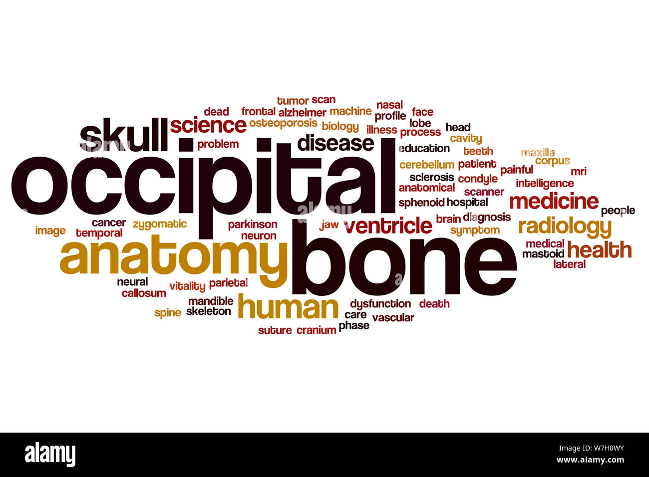 Occipital bone hi-res stock photography and images - Alamy