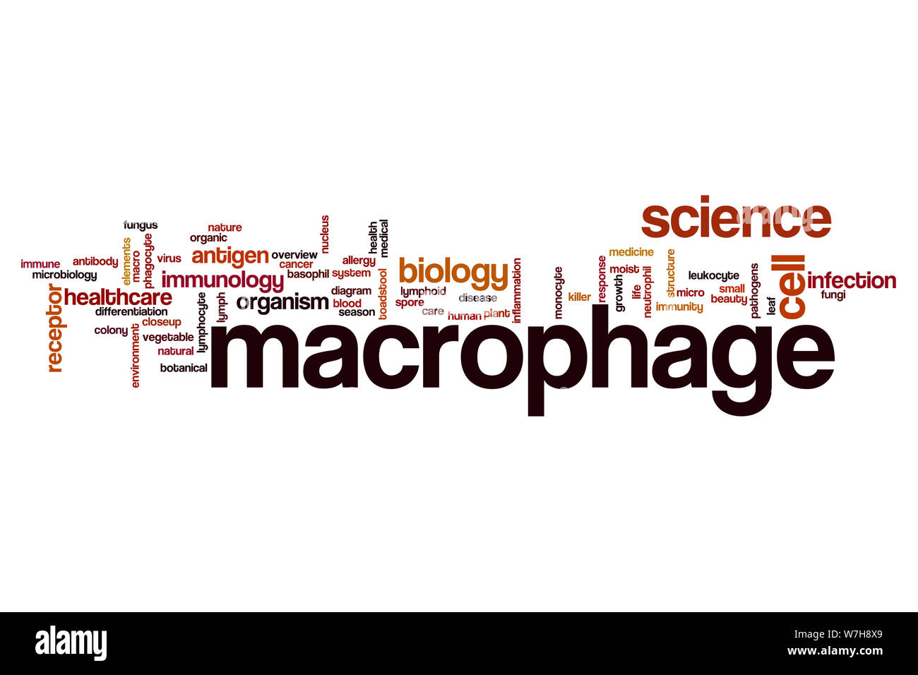Macrophage hi-res stock photography and images - Alamy