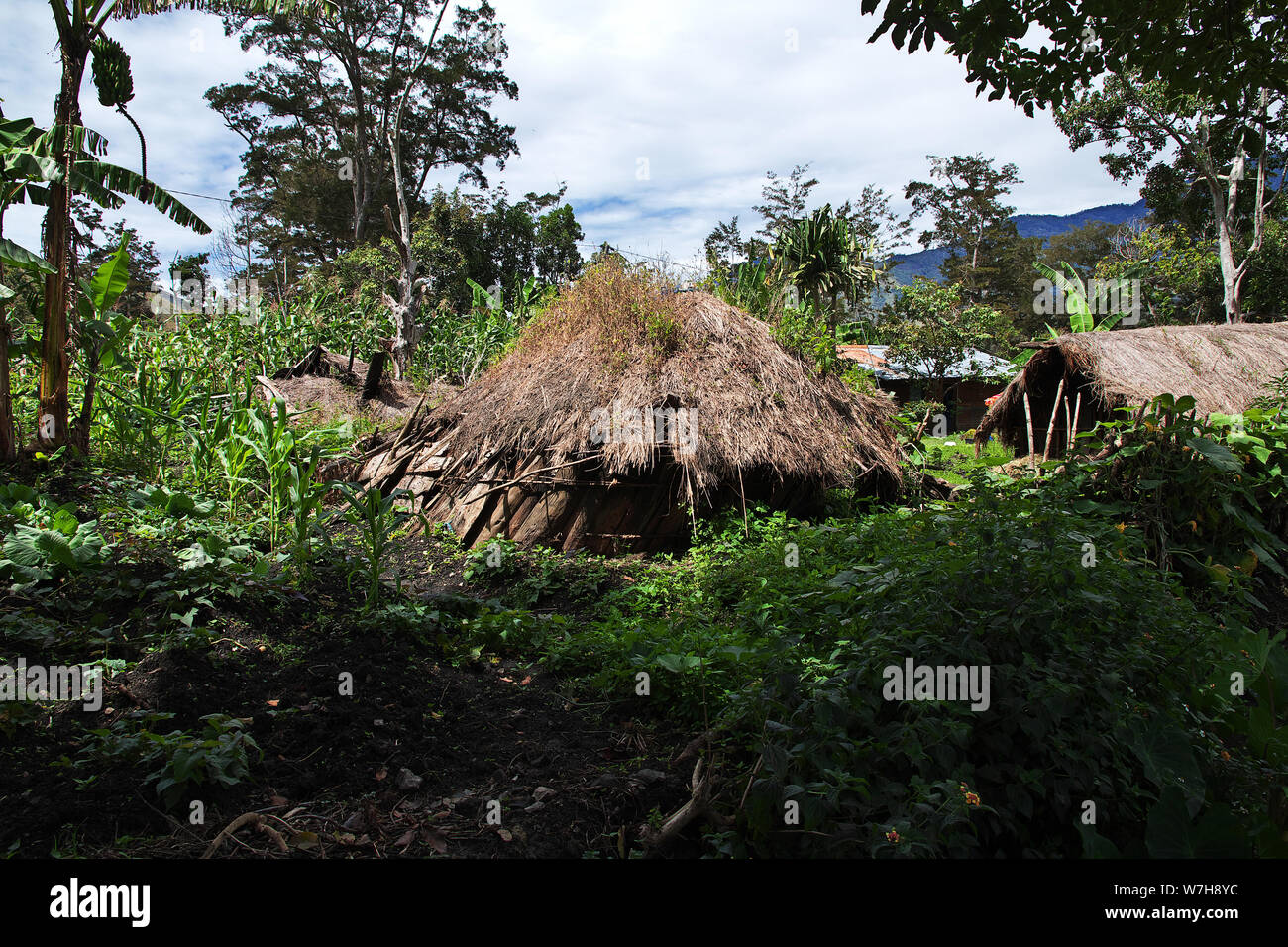 The village in valley of Wamena, Papua Stock Photo - Alamy